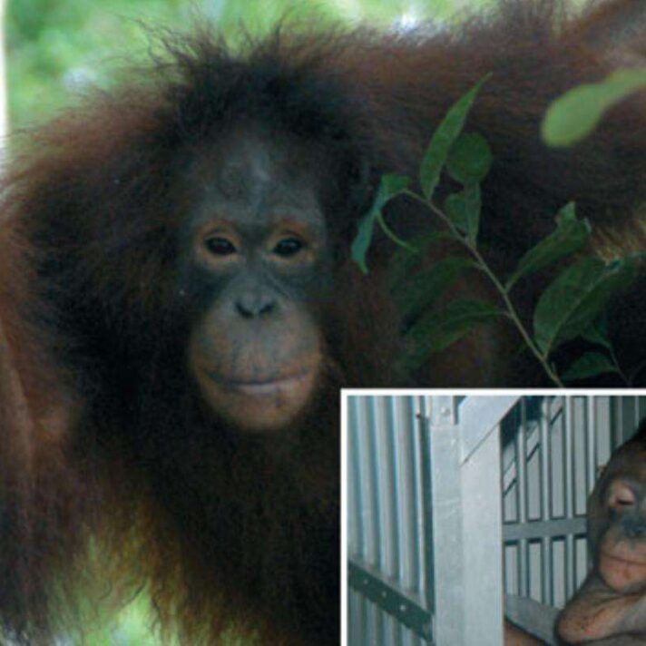 What Would Happen if Humans Suddenly Disappeared from Earth?