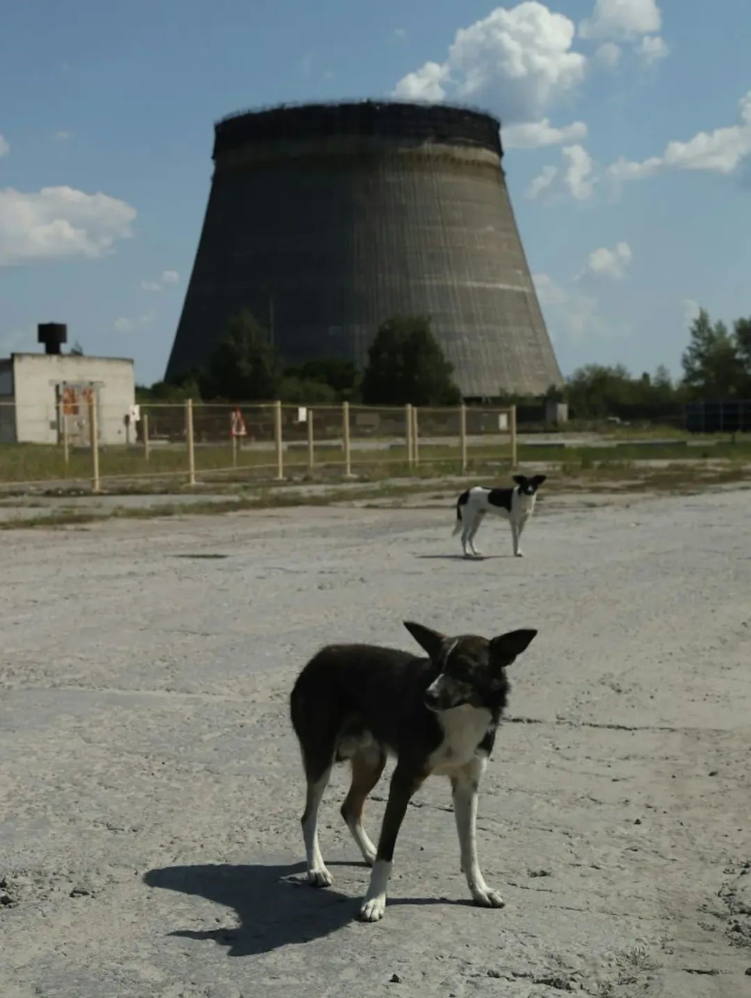 Perros de Chernóbil: Cómo las mutaciones por radiación les ayudaron a ...