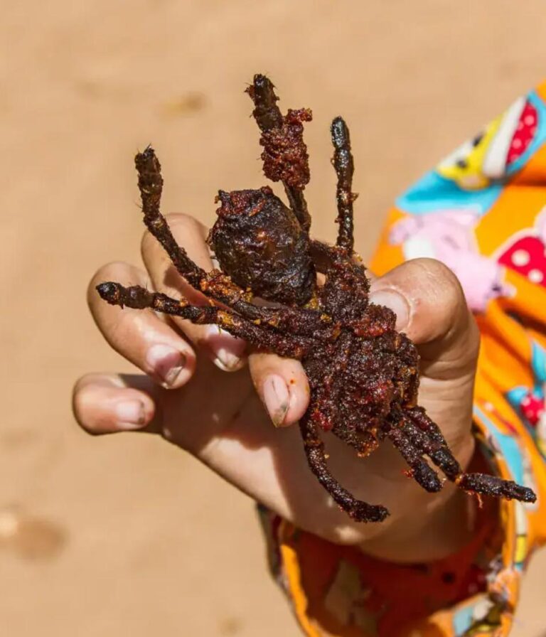 10 Comidas Bizarras ao Redor do Mundo que Você Não Vai Acreditar que ...