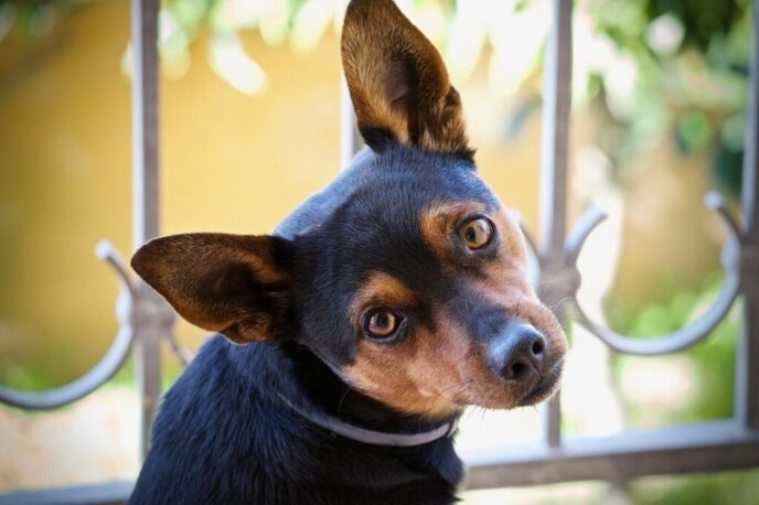 Clingiest Pets: Top 10 Pets That Will Follow You Everywhere!