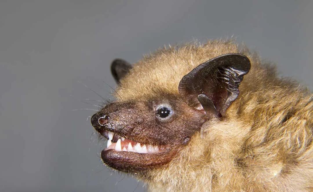 Dangerous Bats: The 10 Most Deadly Species You Should Avoid!