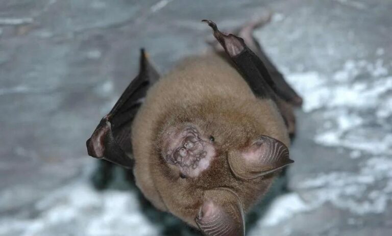 Dangerous Bats: The 10 Most Deadly Species You Should Avoid!