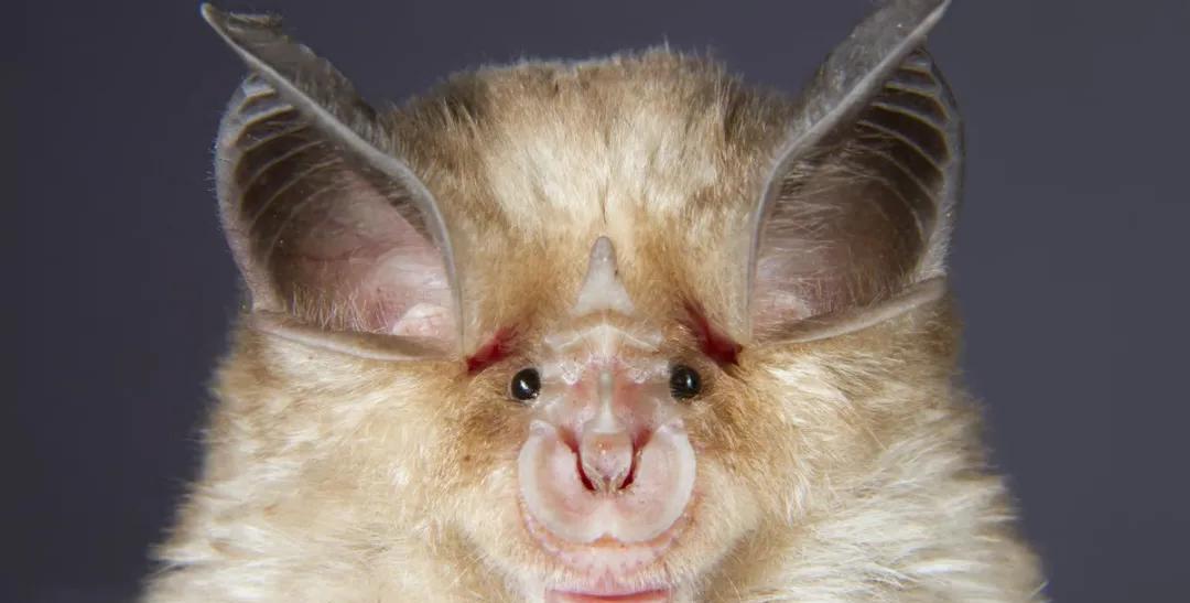 Dangerous Bats: The 10 Most Deadly Species You Should Avoid!