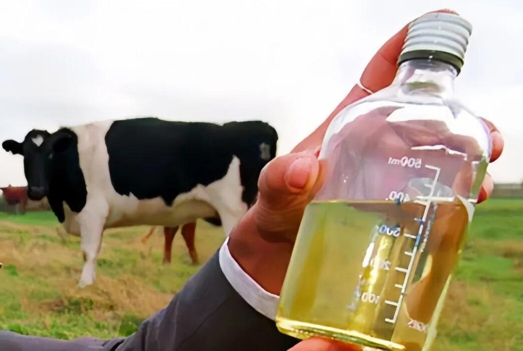 Cow Urine: India’s Controversial Health Drink - 9pt.com