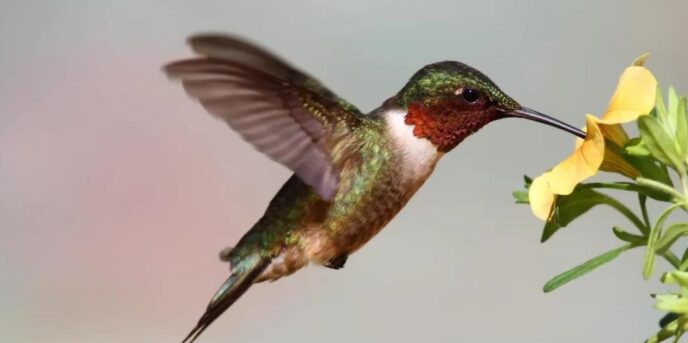 Fastest Animals: Top 10 Speedsters Outrunning Humans