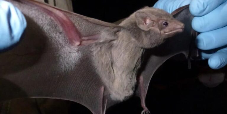 Dangerous Bats: The 10 Most Deadly Species You Should Avoid!