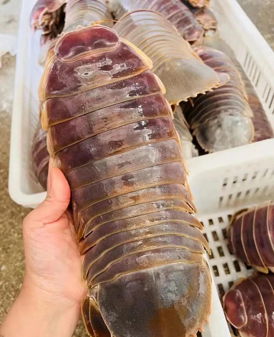 Giant Isopod Ramen: The $40 Deep-Sea Delicacy - 9pt.com