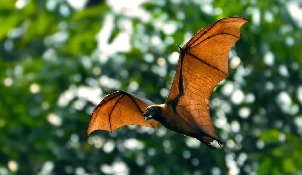 Dangerous Bats: The 10 Most Deadly Species You Should Avoid!