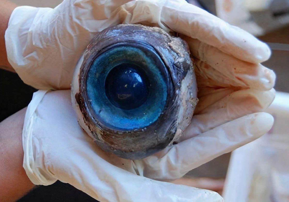 Tuna Eyeball: Would You Try Japan's Strangest Delicacy? - 9pt.com