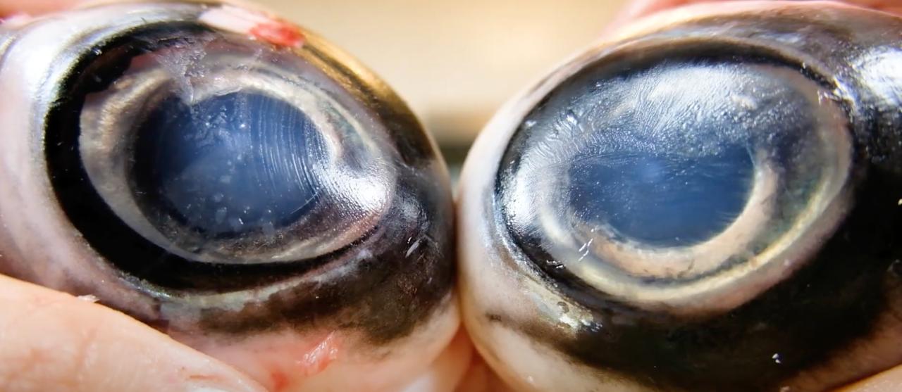 Tuna Eyeball: Would You Try Japan's Strangest Delicacy? - 9pt.com