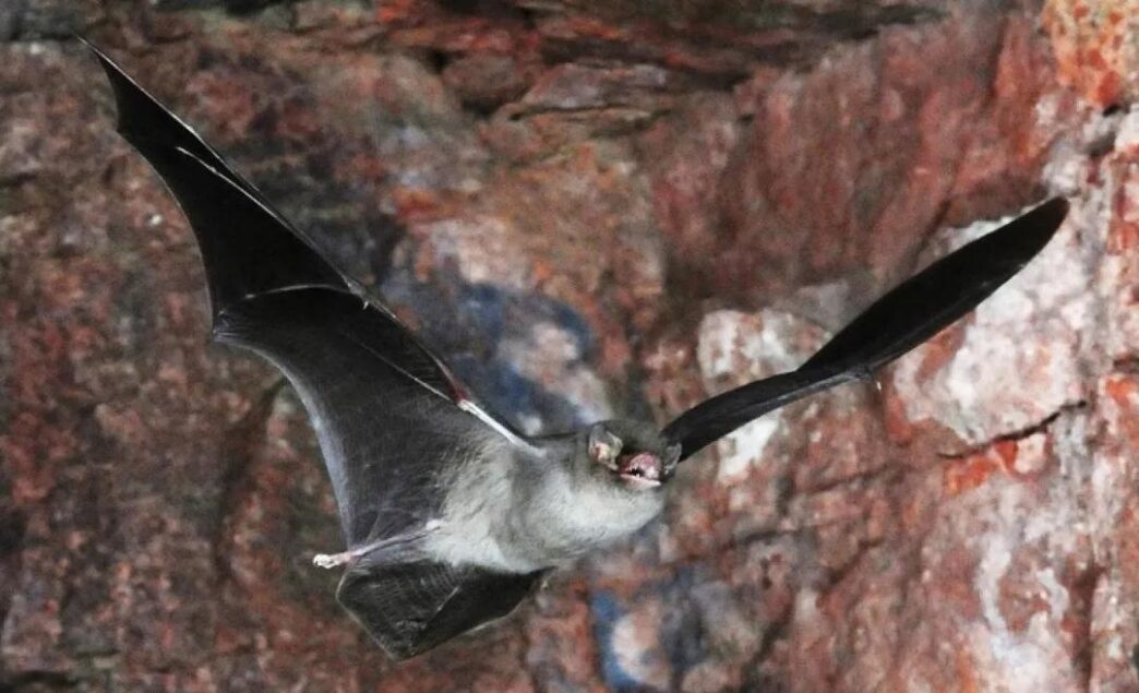 Dangerous Bats: The 10 Most Deadly Species You Should Avoid!