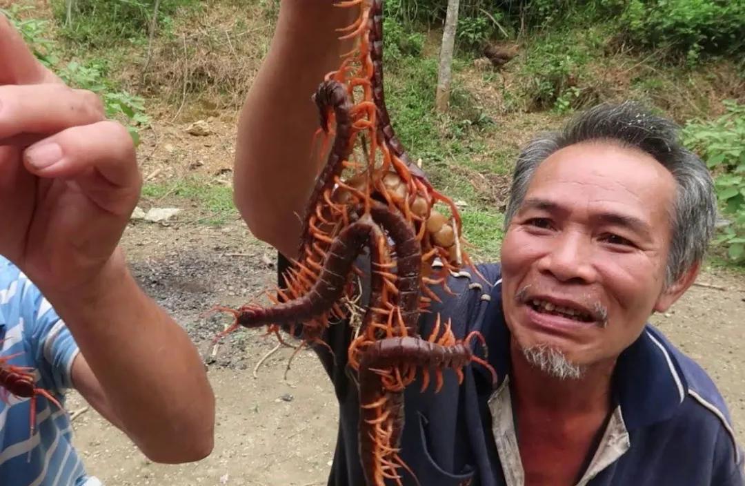 Vietnamese Giant Centipede: A Fearsome Delicacy You Must Try - 9pt.com