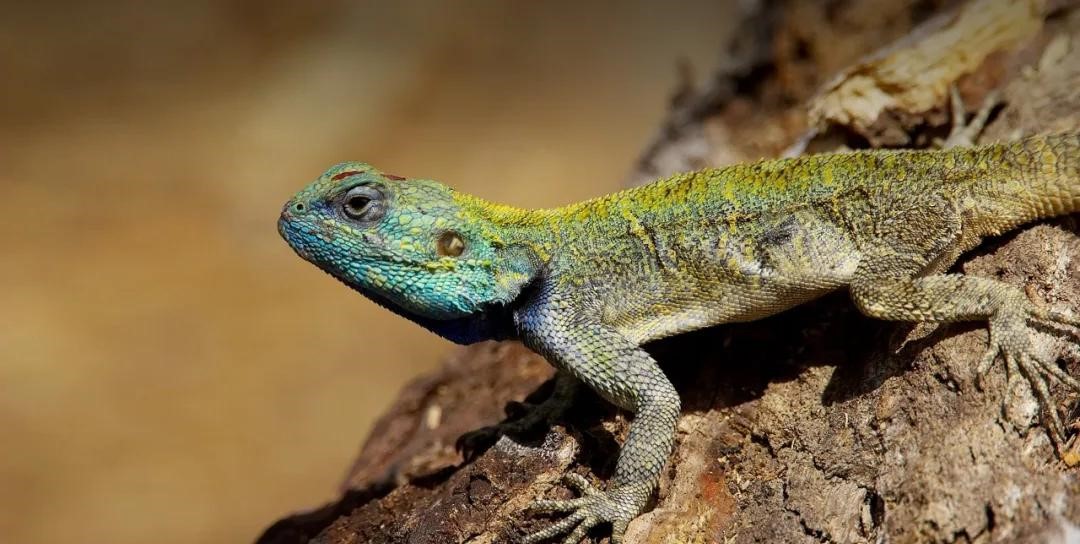 Fastest Animals: Top 10 Speedsters Outrunning Humans