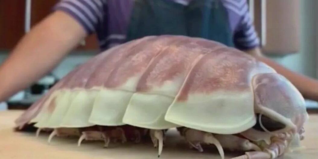 Giant Isopod Ramen: The $40 Deep-Sea Delicacy - 9pt.com