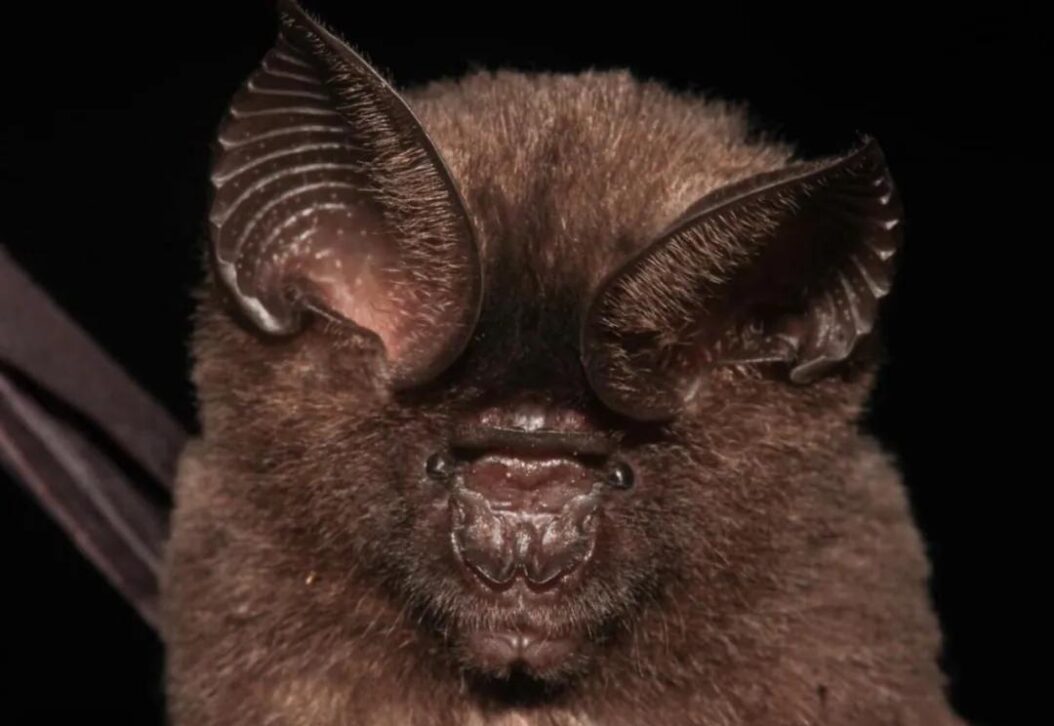 Dangerous Bats: The 10 Most Deadly Species You Should Avoid!