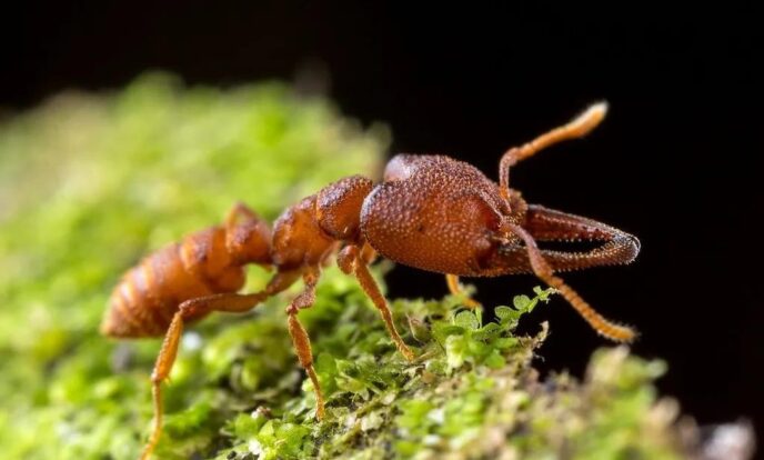 Fastest Animals: Top 10 Speedsters Outrunning Humans