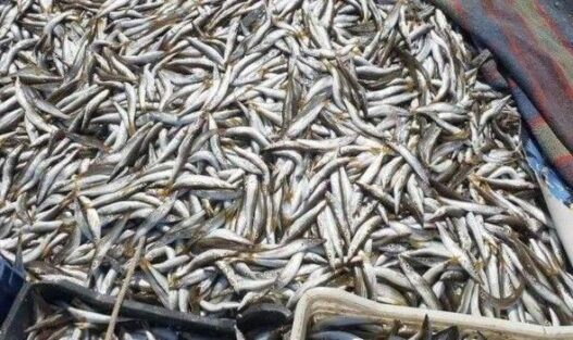 Fesikh: Egypt’s National Dish, A Deadly Taste of Life and Death - 9pt.com