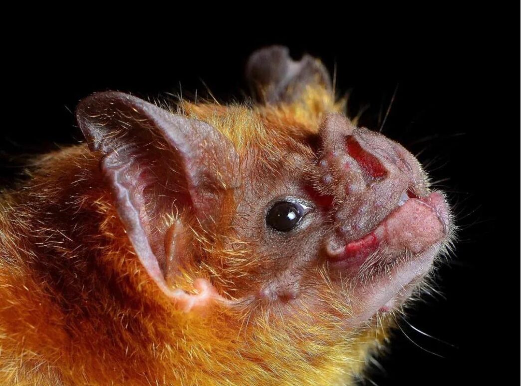 Dangerous Bats: The 10 Most Deadly Species You Should Avoid!