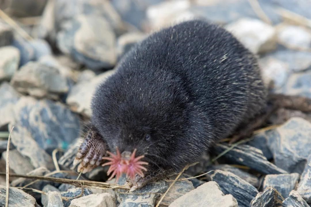 Los animales más rápidos: Top 10 velocistas que superan a los humanos