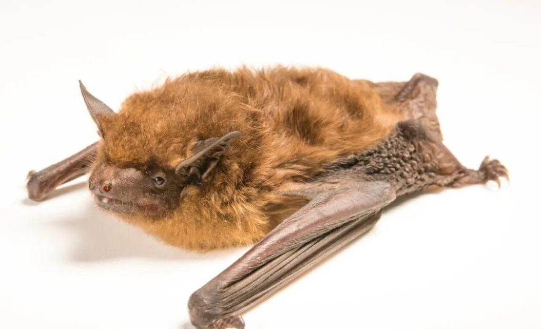 Dangerous Bats: The 10 Most Deadly Species You Should Avoid!