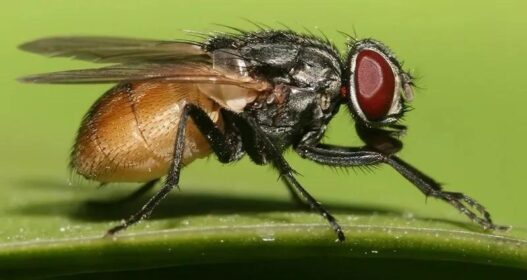 Fastest Animals: Top 10 Speedsters Outrunning Humans