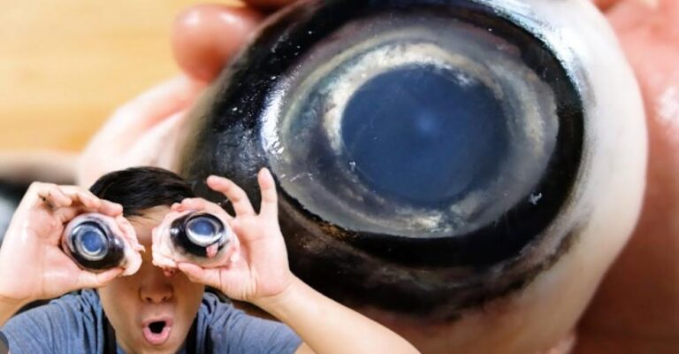 Tuna Eyeball: Would You Try Japan's Strangest Delicacy? - 9pt.com