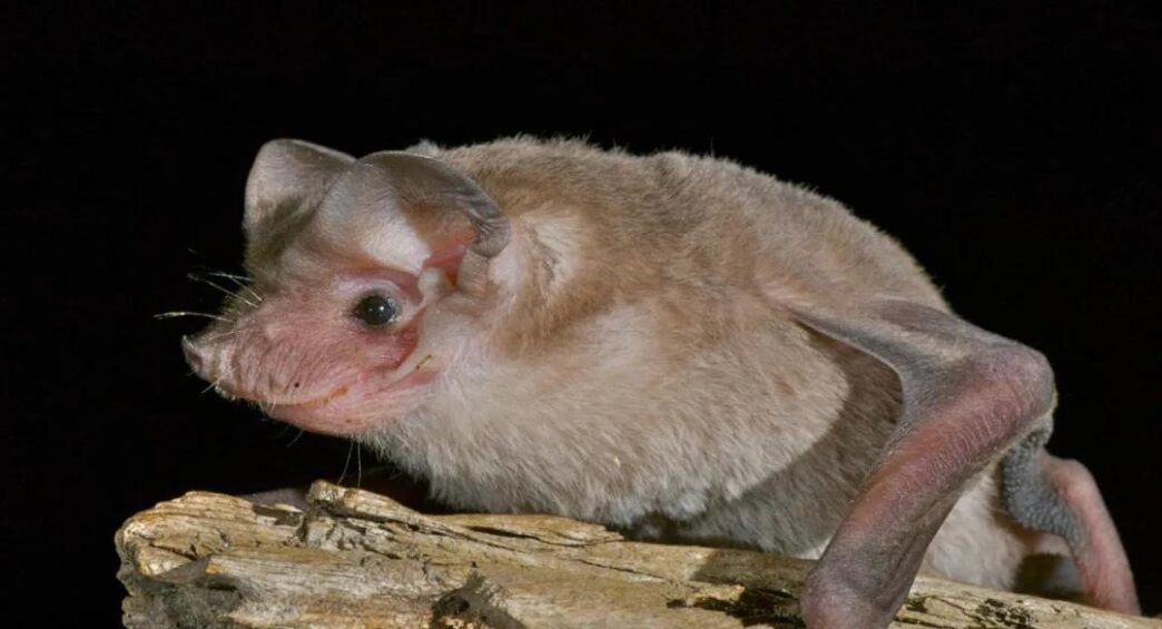 Dangerous Bats: The 10 Most Deadly Species You Should Avoid!