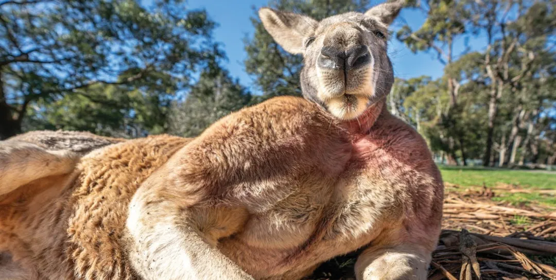 Kangaroo Meat in Australia: Why It's So Rarely Eaten - 9pt.com