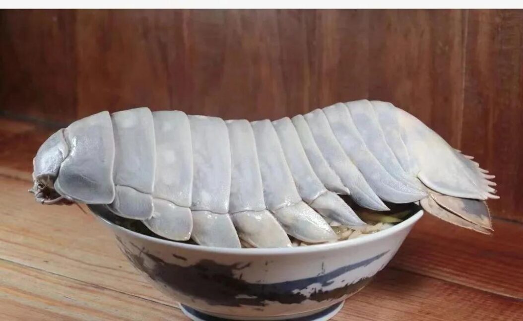 Giant Isopod Ramen: The $40 Deep-Sea Delicacy - 9pt.com