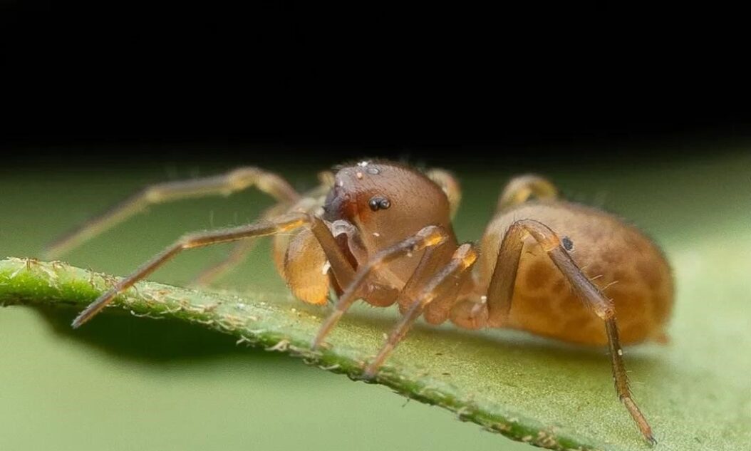 Fastest Animals: Top 10 Speedsters Outrunning Humans