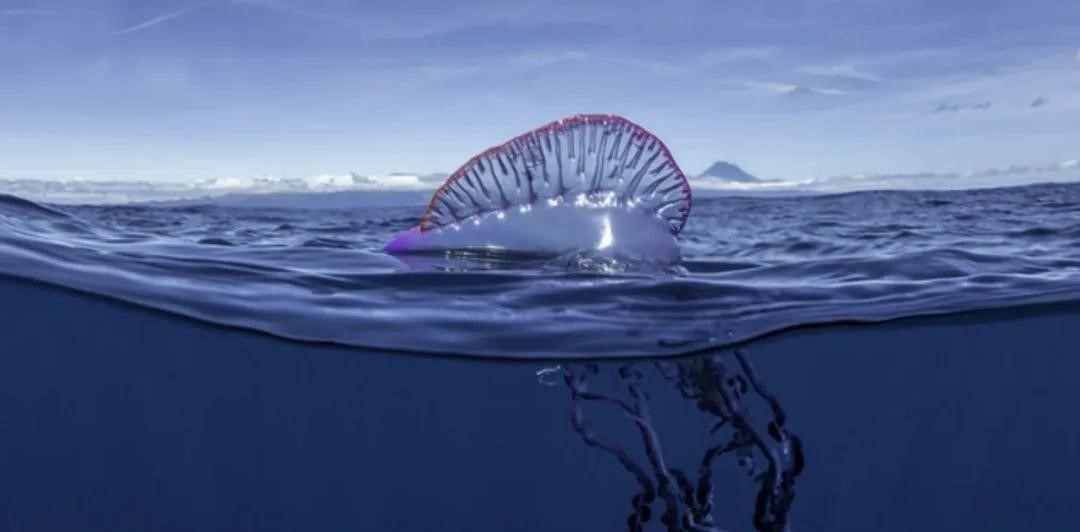 Fastest Animals: Top 10 Speedsters Outrunning Humans