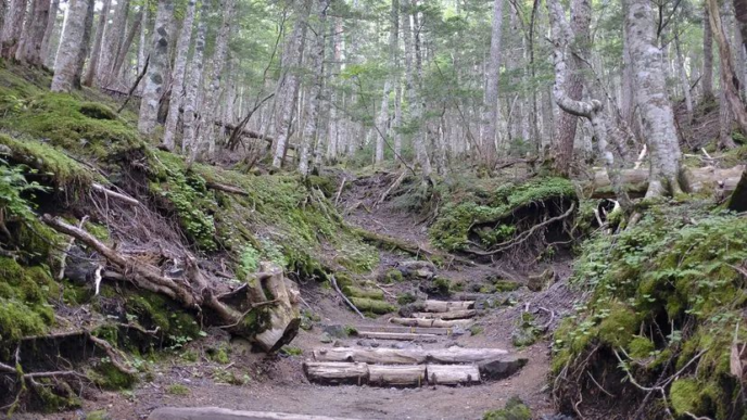 Aokigahara Forest: La forêt d'Aokigahara, surnommée le "bois des ...