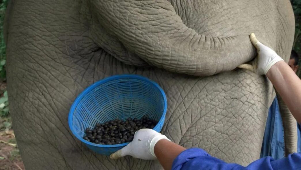 Café de Fezes de Elefante – A Bebida Mais Cara e Rara do Mundo! - 9pt.com