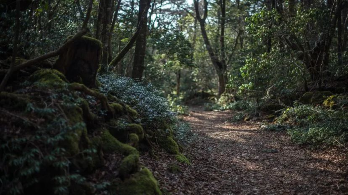 Aokigahara Forest: La forêt d'Aokigahara, surnommée le "bois des ...