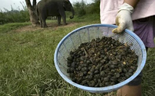 Elephant Dung Coffee – The World’s Most Expensive & Rare Brew! - 9pt.com