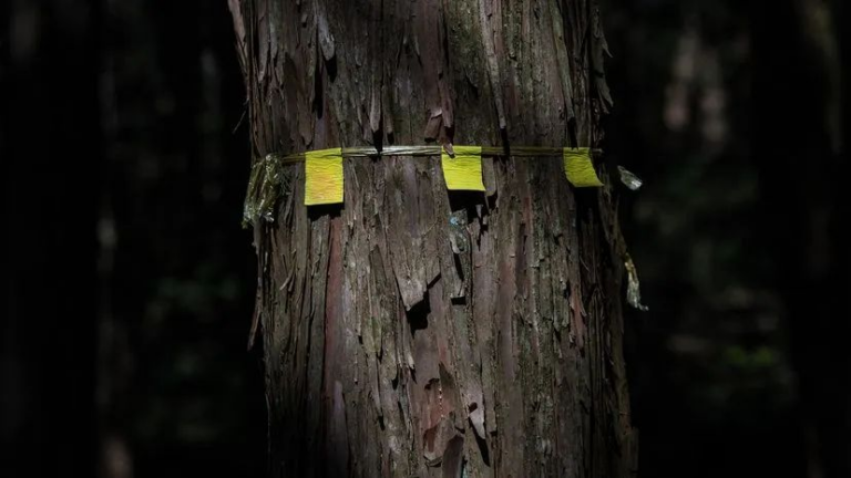 Aokigahara Forest: Japan's Infamous "Suicide Forest" and Its
