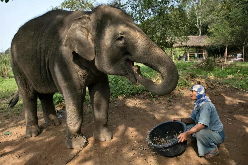 Elephant Dung Coffee – The World’s Most Expensive & Rare Brew! - 9pt.com