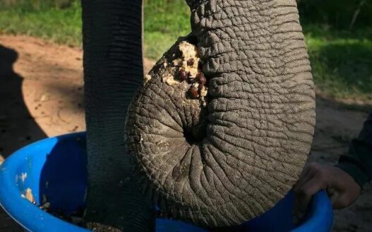 Elephant Dung Coffee – The World’s Most Expensive & Rare Brew! - 9pt.com