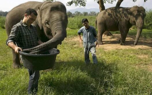 Elephant Dung Coffee – The World’s Most Expensive & Rare Brew! - 9pt.com