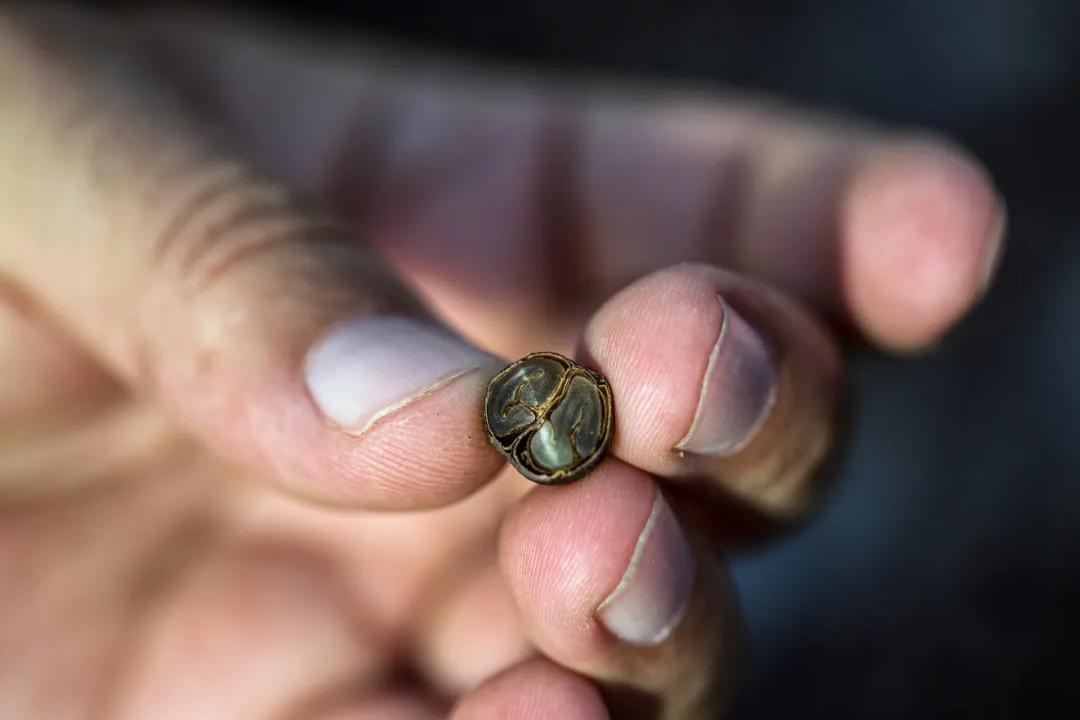 Elephant Dung Coffee – The World’s Most Expensive & Rare Brew! - 9pt.com