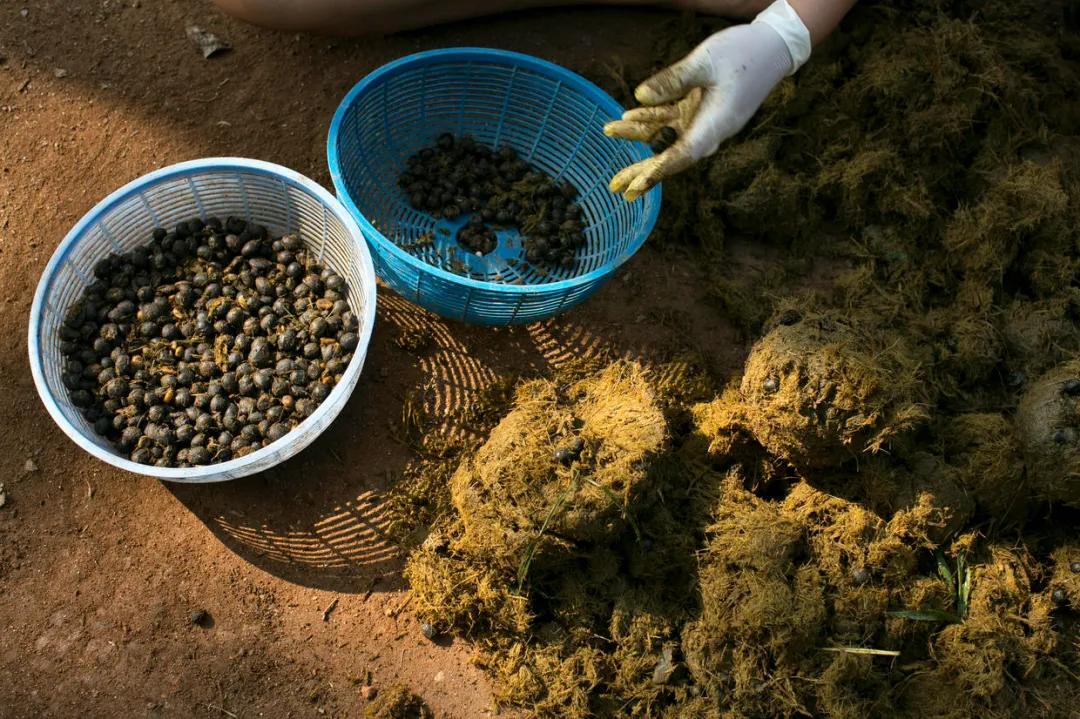 Elephant Dung Coffee – The World’s Most Expensive & Rare Brew! - 9pt.com