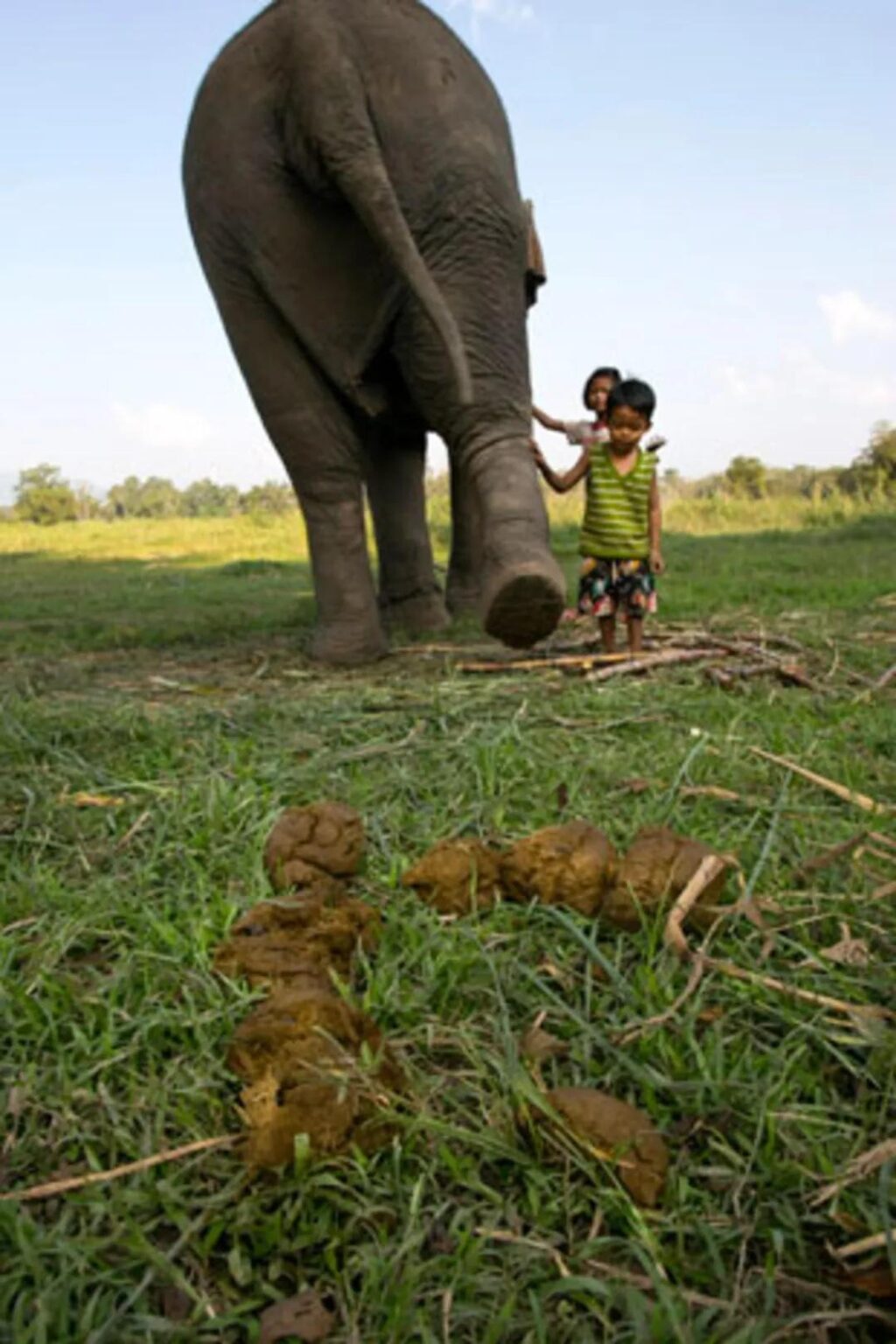 Elephant Dung Coffee – The World’s Most Expensive & Rare Brew! - 9pt.com