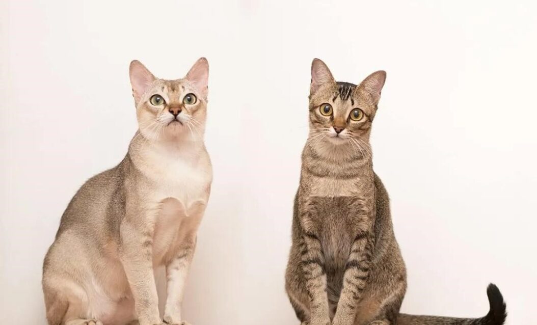 Kleinste Katzen der Welt: Top 10 winzige Katzenrassen