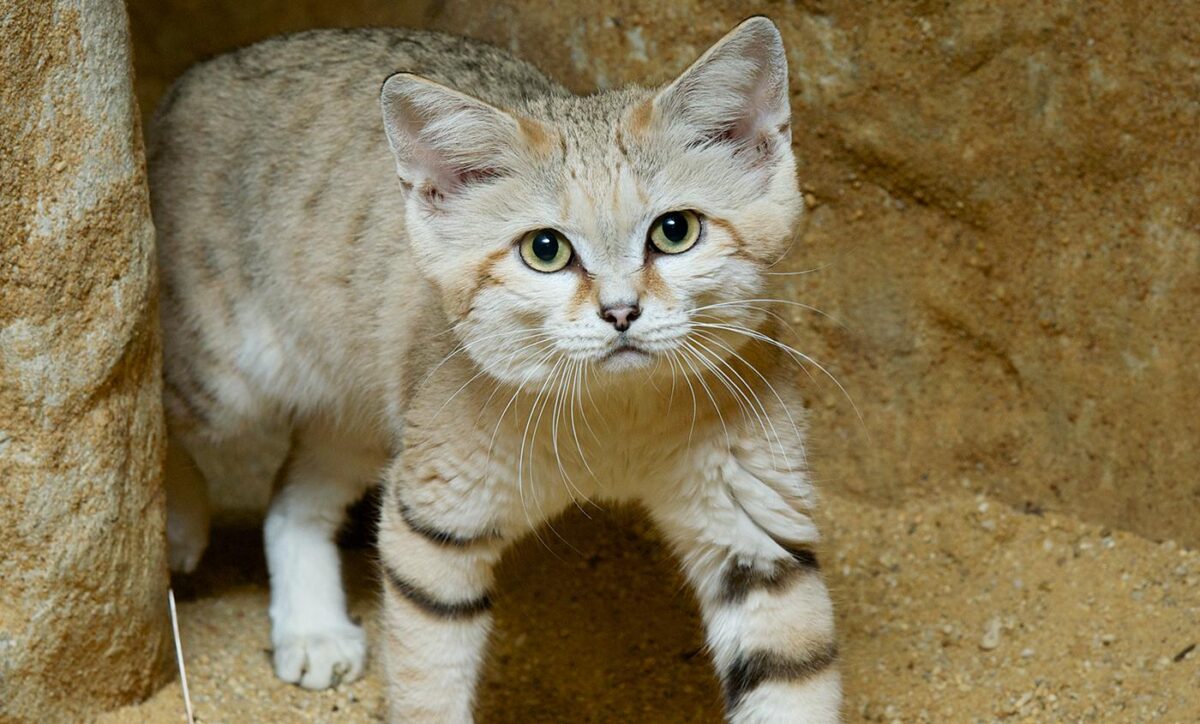 Les plus petits chats du monde: les 10 meilleures races de chats minuscules