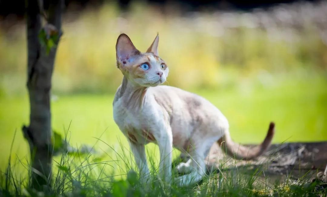 Kleinste Katzen der Welt: Top 10 winzige Katzenrassen