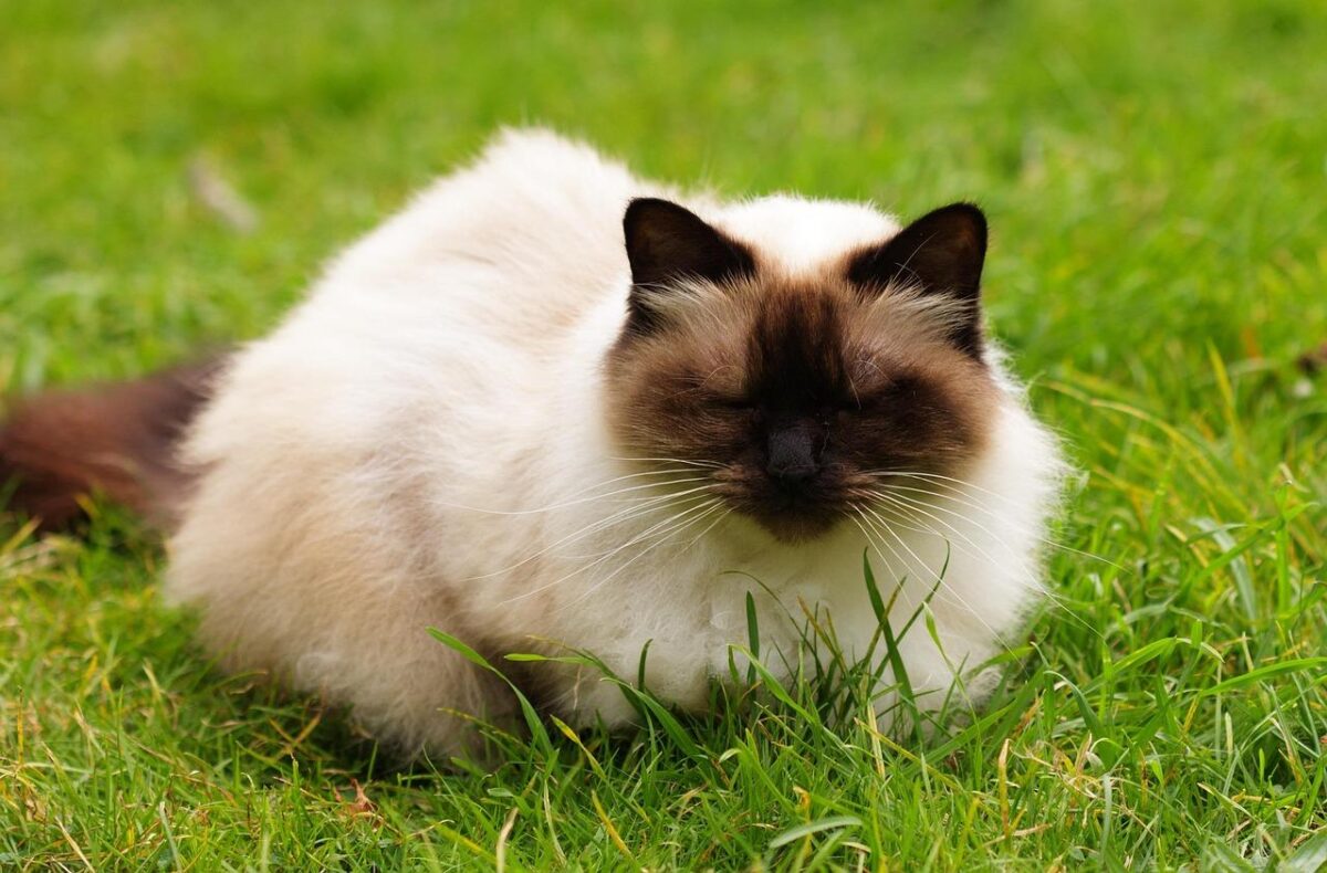 Kleinste Katzen der Welt: Top 10 winzige Katzenrassen