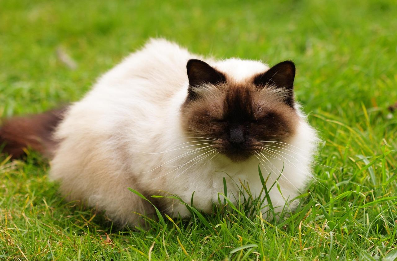 Cats más pequeños del mundo: las 10 mejores raza de gatos pequeños