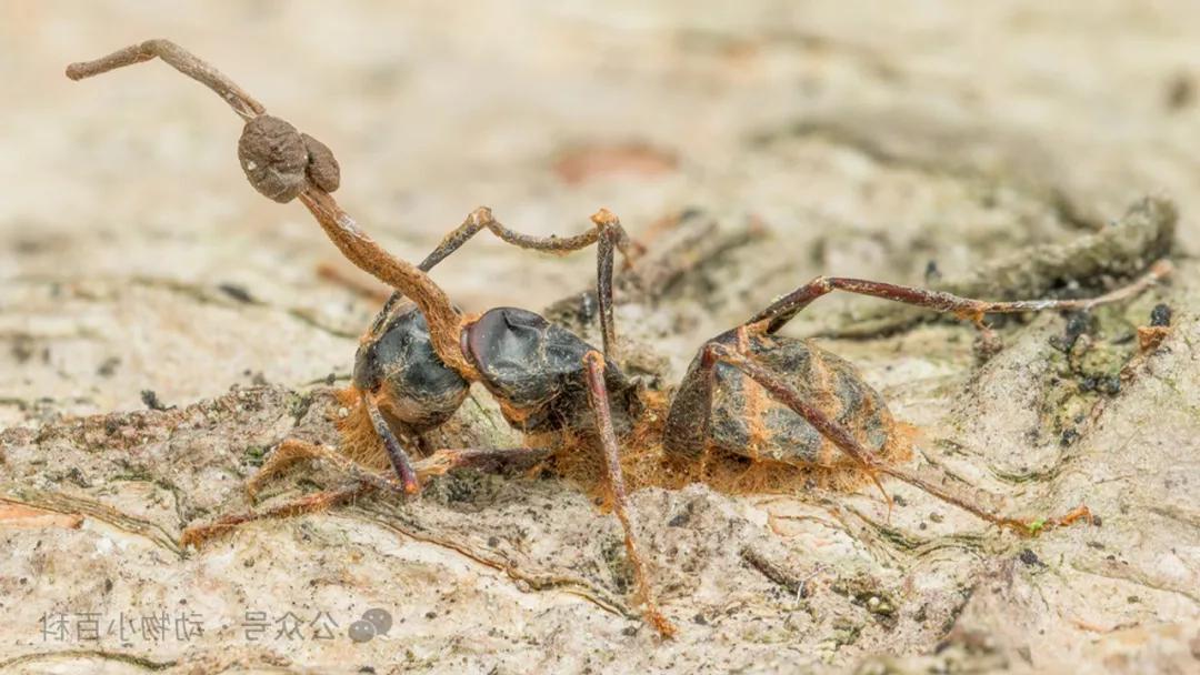 What Would Happen if Humans Suddenly Disappeared from Earth?