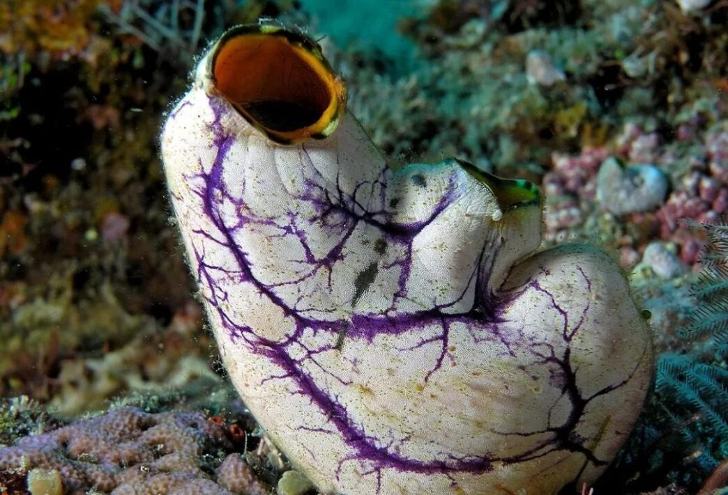 Creatures: Top 10 Strangest Life Forms on Earth