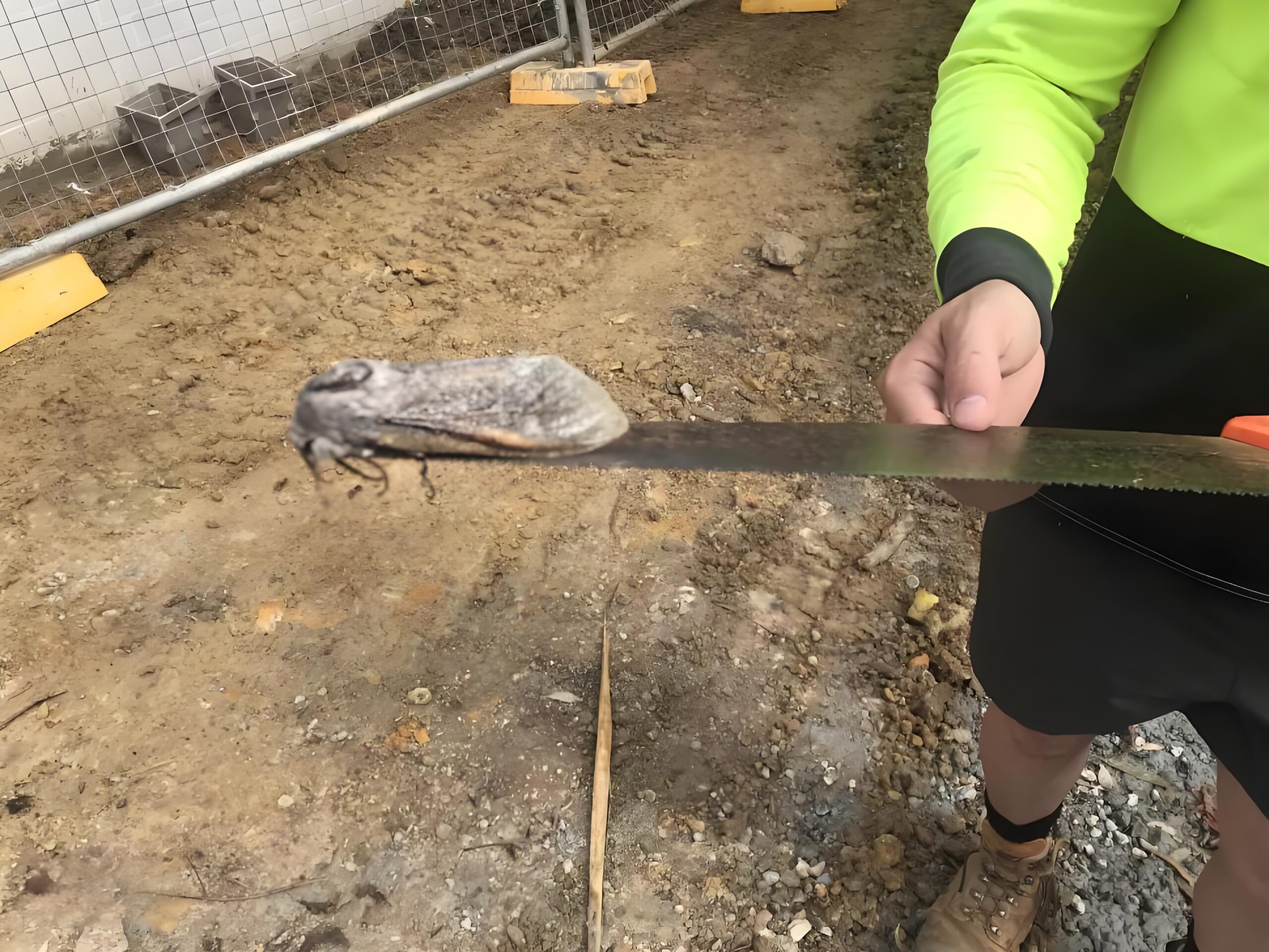 Giant Wood Moth Discovered in Australia – And It’s Edible! - 9pt.com